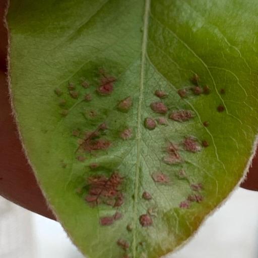 Pearleaf Blister Mite (Eriophyes Pyri) Insect Identification Guide ...