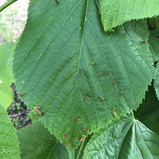 Titan Stick Insect (Acrophylla Titan) Insect Identification Guide ...