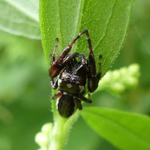 White-jawed Jumping Spider (Hentzia Mitrata) Insect Identification ...