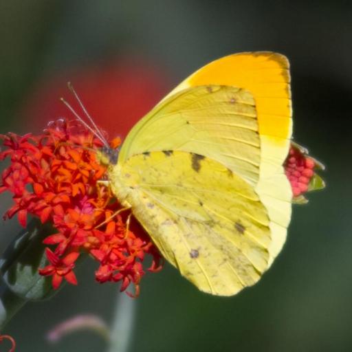 Eronia Insect Identification Guide, Habitat & Facts