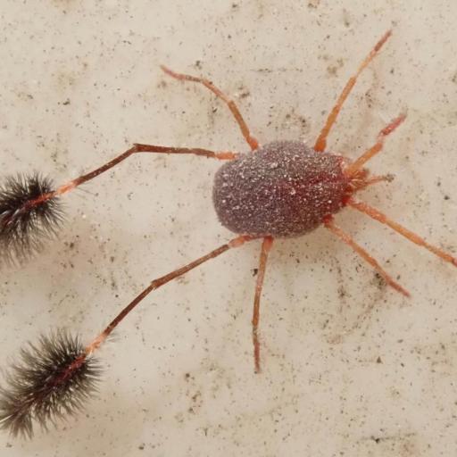 Mammoth Scoliid Wasp (Megascolia Maculata) Insect Identification Guide ...