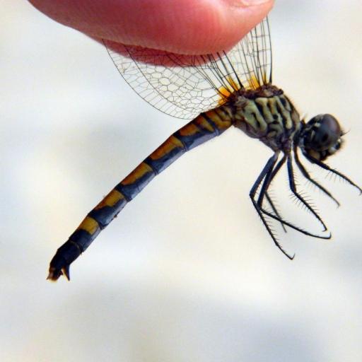 Seaside Dragonlet (Erythrodiplax Berenice) Insect Identification Guide ...