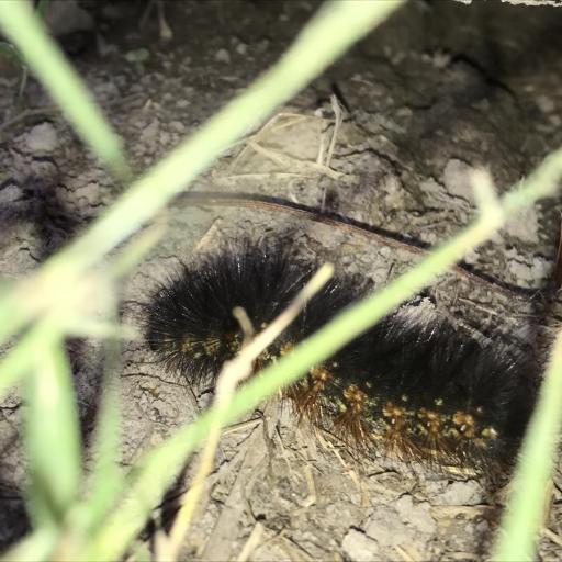 Salt Marsh Moth (Estigmene Acrea) Insect Identification Guide, Habitat ...