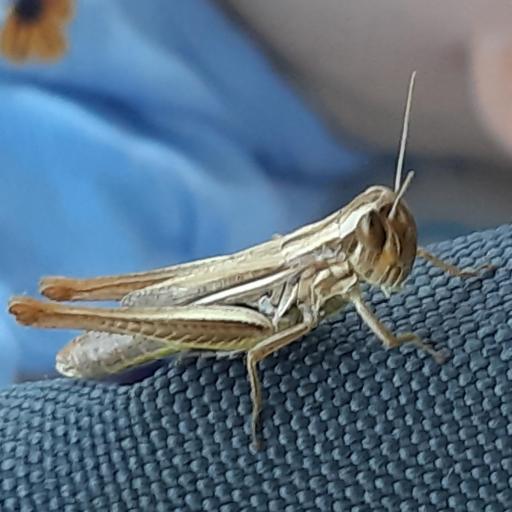 Common Straw Grasshopper (Euchorthippus Declivus) Insect Identification ...