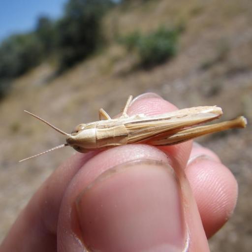 Jersey Grasshopper (Euchorthippus Elegantulus) Insect Identification ...