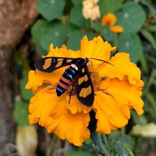 Euchromia Insect Identification Guide, Habitat & Facts