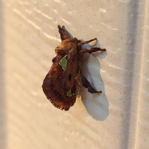 Spiny Oak-Slug Moth (Euclea Delphinii) Insect Identification Guide ...