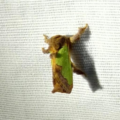 Green Oak-Slug Moth (Euclea Incisa) Insect Identification Guide, Habitat & Facts