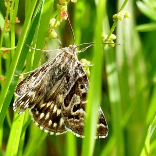 Mother Shipton (Euclidia Mi) Insect Identification Guide, Habitat & Facts