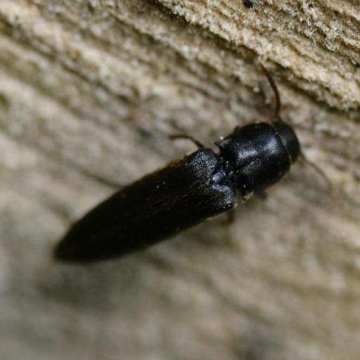 False Click Beetles (Eucnemidae) Insect Identification Guide, Habitat ...