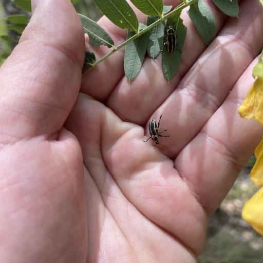 Beautiful Clown Weevil (Eudiagogus Pulcher) Insect Identification Guide ...
