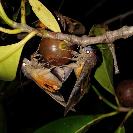 Fruit-piercing Moths (Eudocima) Insect Identification Guide, Habitat ...