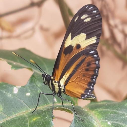 Isabella's Longwing (Eueides Isabella) Insect Identification Guide ...