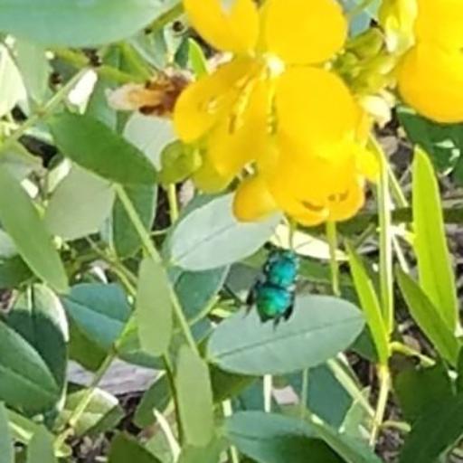 Dilemma Orchid Bee (Euglossa Dilemma) Insect Identification Guide ...