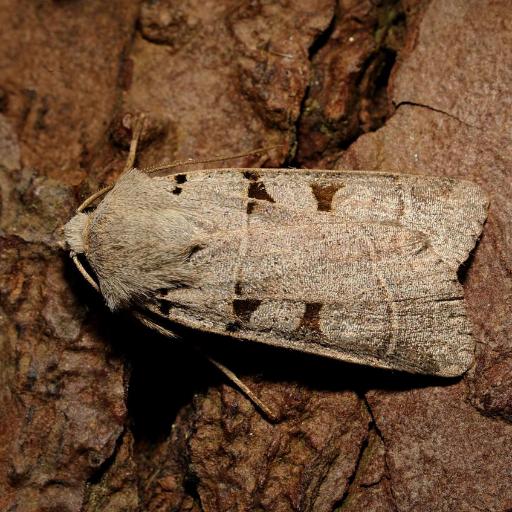 Great Golden Digger Wasp (Sphex Ichneumoneus) Insect Identification ...