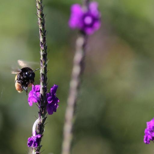 Stalk-Eyed Flies (Diopsidae) Insect Identification Guide, Habitat & Facts
