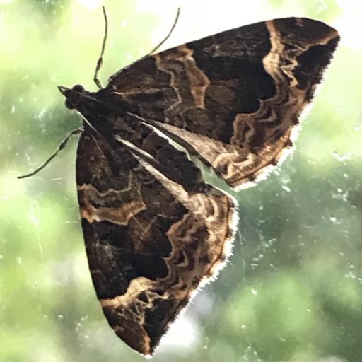 The Phoenix (Eulithis Prunata) Insect Identification Guide, Habitat & Facts