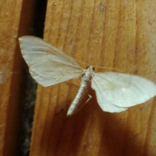 Common Eastern Firefly (Photinus Pyralis) Insect Identification Guide ...