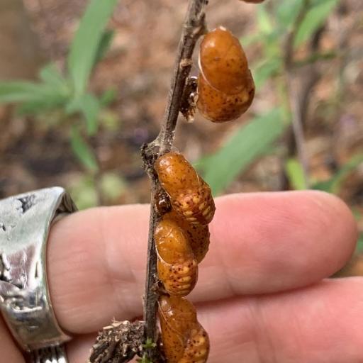 Atala (Eumaeus Atala) Insect Identification Guide, Habitat & Facts