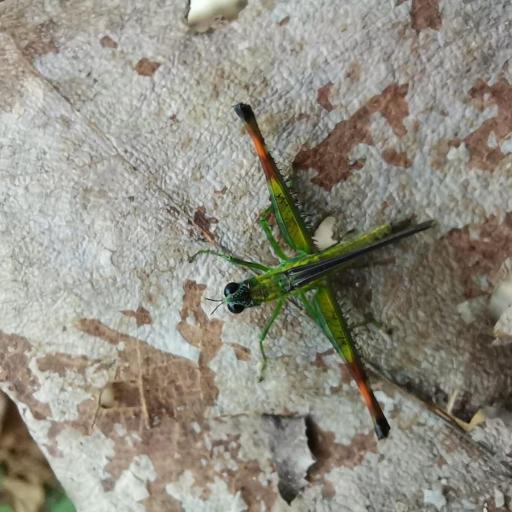 Monkey Grasshoppers (Eumastacidae) Insect Identification Guide, Habitat ...