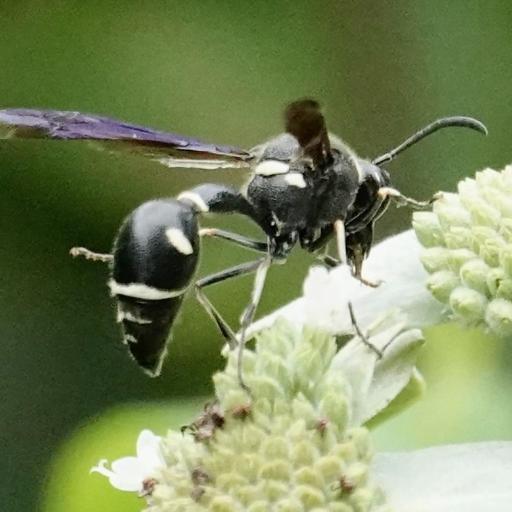Fraternal Potter Wasp (Eumenes Fraternus) Insect Identification Guide ...