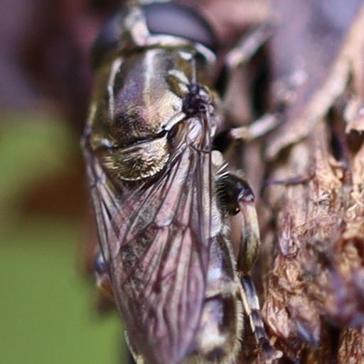 Eumerus Insect Identification Guide, Habitat & Facts