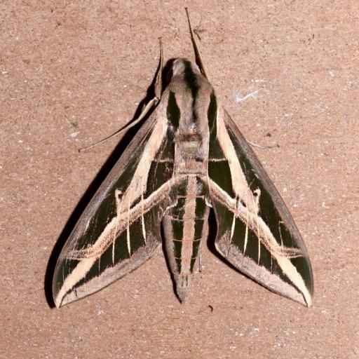 Banded Sphinx (Eumorpha Fasciatus) Insect Identification Guide, Habitat ...