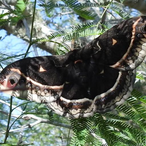 Calleta Silkmoth (Eupackardia Calleta) Insect Identification Guide ...