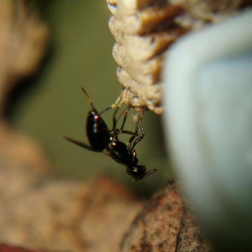 Eupelmidae Insect Identification Guide, Habitat & Facts