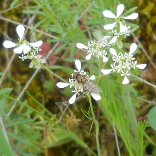 Migrant Hover Fly (Eupeodes Corollae) Insect Identification Guide ...