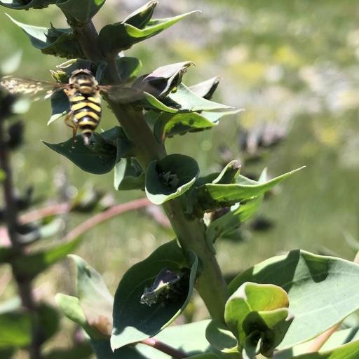 Common Backswimmers (Anisops) Insect Identification Guide, Habitat & Facts