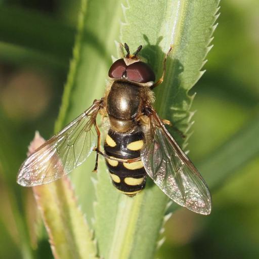 Black-Tailed Aphideater (Eupeodes Luniger) Insect Identification Guide ...