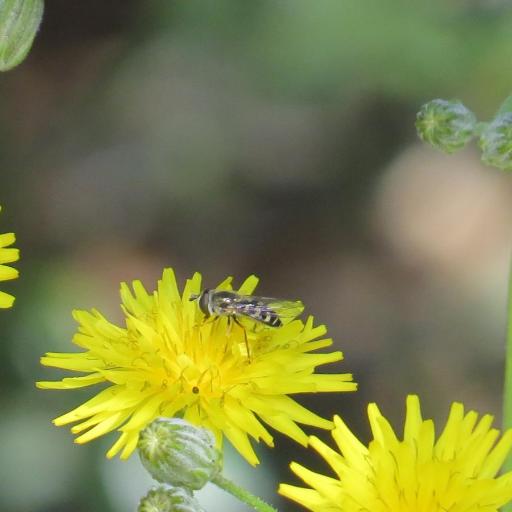 Large-tailed Aphideater (Eupeodes Volucris) Insect Identification Guide ...