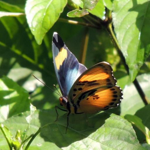 Euphaedra Insect Identification Guide, Habitat & Facts