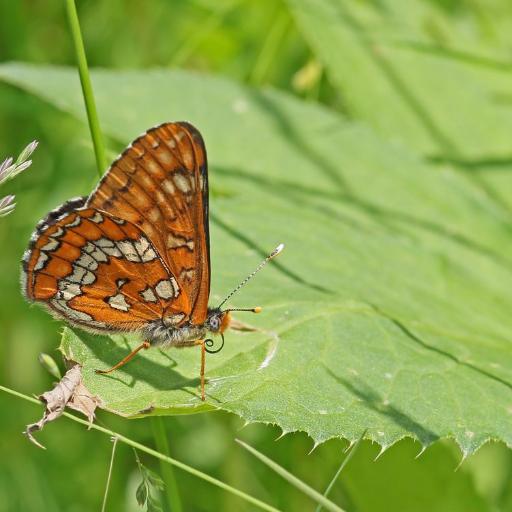 Scarce Fritillary (Euphydryas Maturna) Insect Identification Guide ...