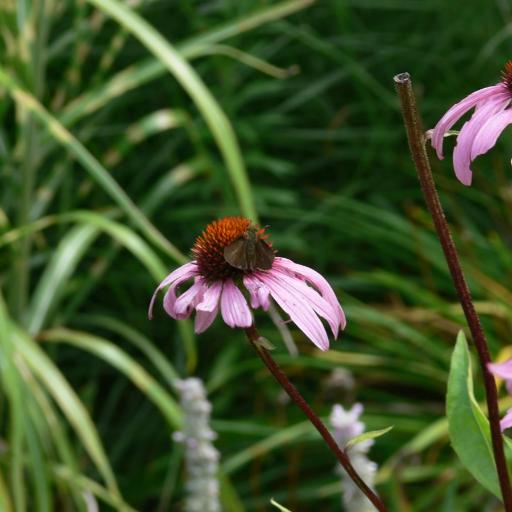 Barn Funnel Weaver (Tegenaria Domestica) Insect Identification Guide ...