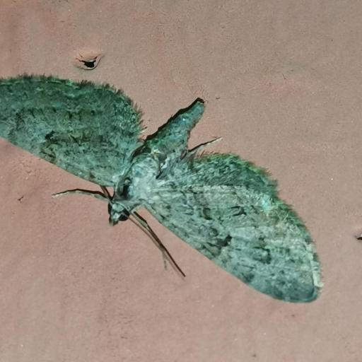 Juniper Pug (Eupithecia Pusillata) Insect Identification Guide, Habitat ...