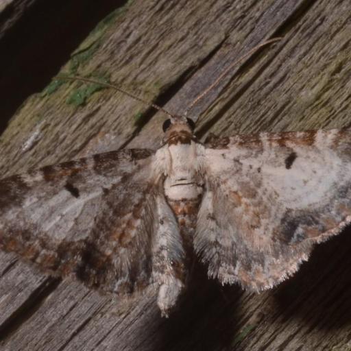 Bordered Pug (Eupithecia Succenturiata) Insect Identification Guide ...
