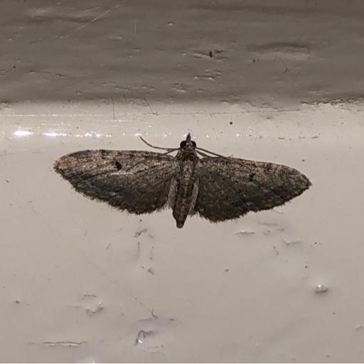 Golden-Rod Pug (Eupithecia Virgaureata) Insect Identification Guide ...