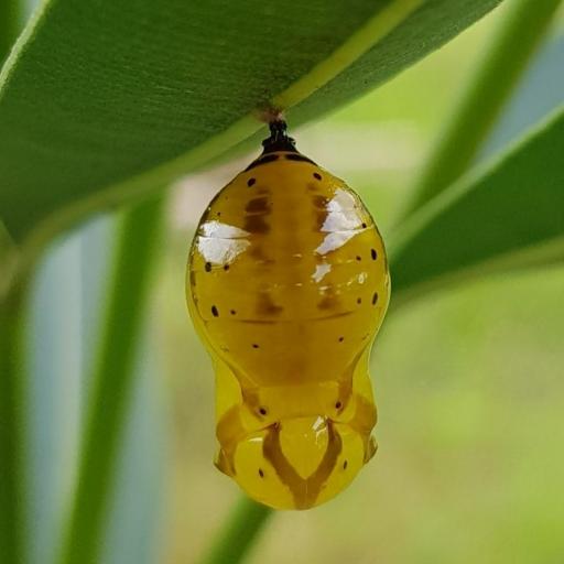 Common Crow Butterfly (Euploea Core) Insect Identification Guide ...