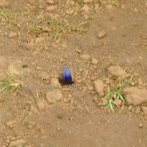 Striped Blue Crow (Euploea Mulciber) Insect Identification Guide ...