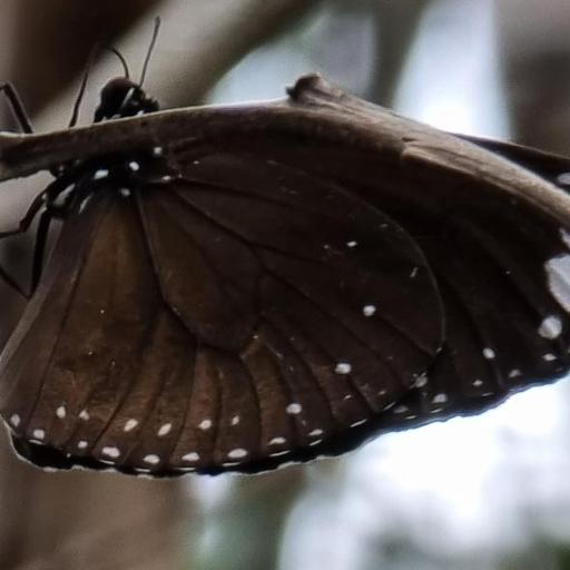 Purple Crow Butterfly (Euploea Tulliolus) Insect Identification Guide ...