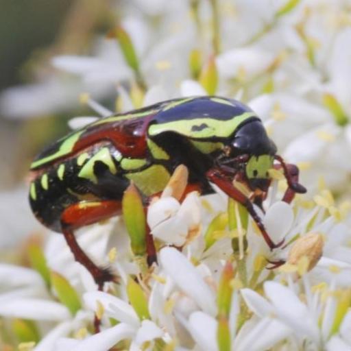 Fiddler Beetle (Eupoecila Australasiae) Insect Identification Guide ...