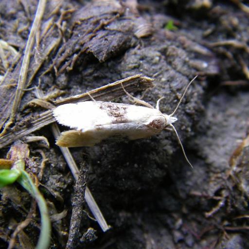 Vine Moth (Eupoecilia Ambiguella) Insect Identification Guide, Habitat ...