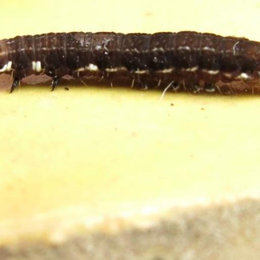 The Satellite (Eupsilia Transversa) Insect Identification Guide ...