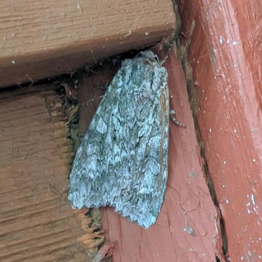 Great Brocade (Eurois Occulta) Insect Identification Guide, Habitat & Facts