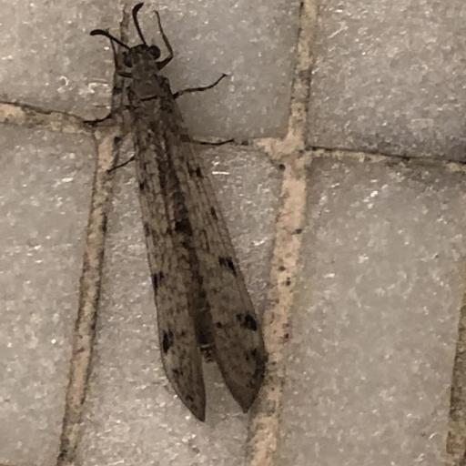 Spotted-Wing Antlion (Euroleon Nostras) Insect Identification Guide ...