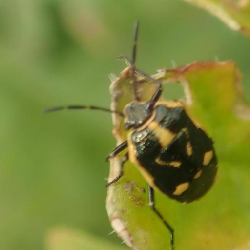 Cabbage Bug (Eurydema Oleracea) Insect Identification Guide, Habitat ...