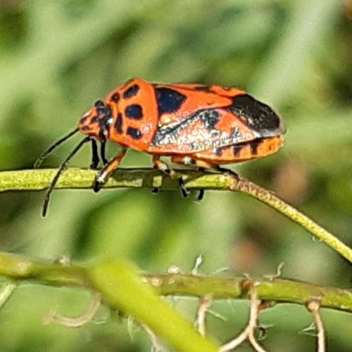 Red Cabbage Bug (Eurydema Ornata) Insect Identification Guide, Habitat ...