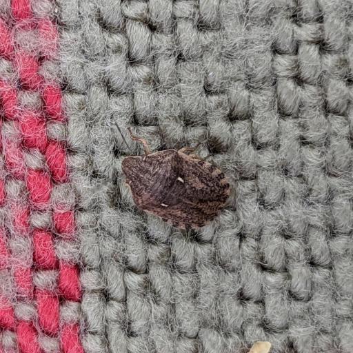 European Tortoise Bug (Eurygaster Maura) Insect Identification Guide ...